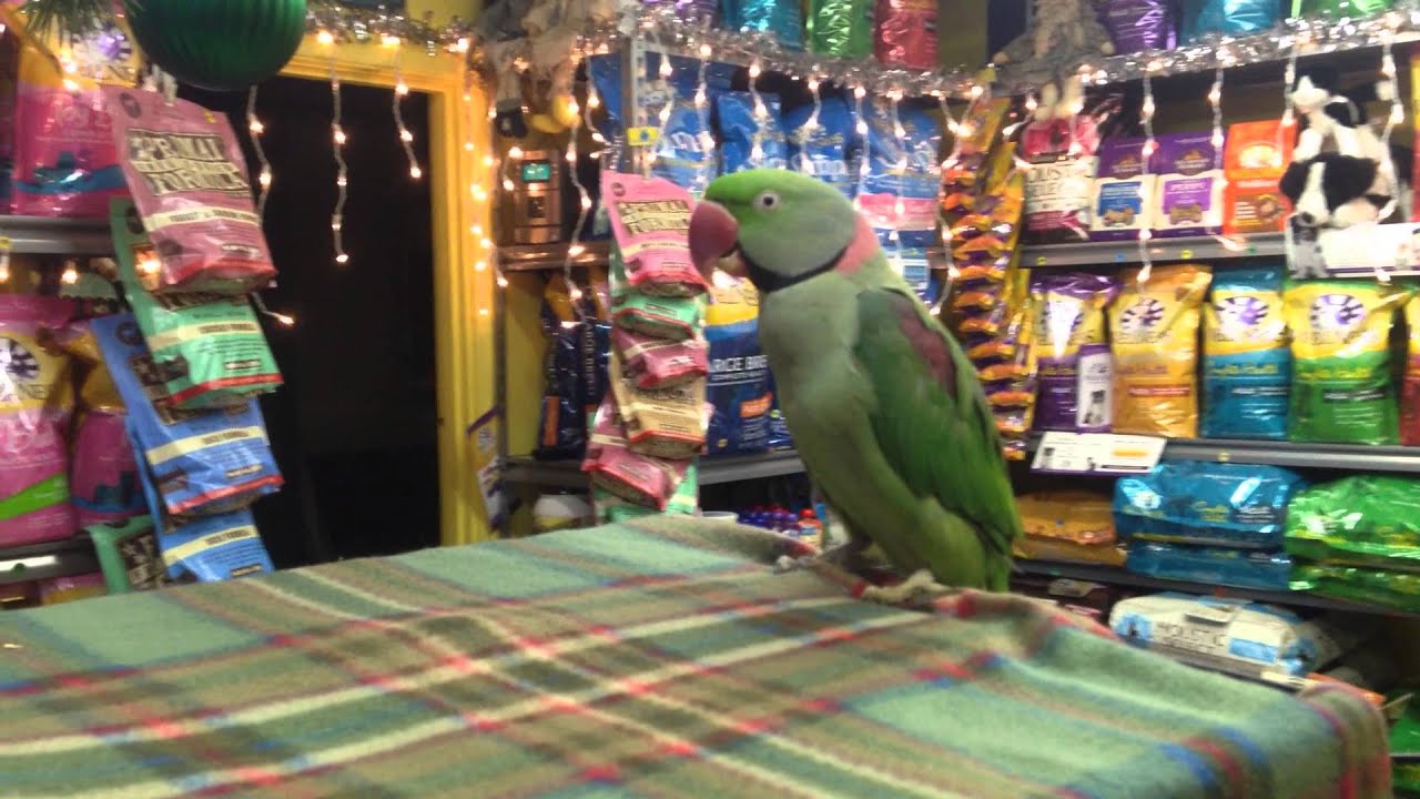 Kiwi The Bird At The Pet Store 12/21/14 - YouTube