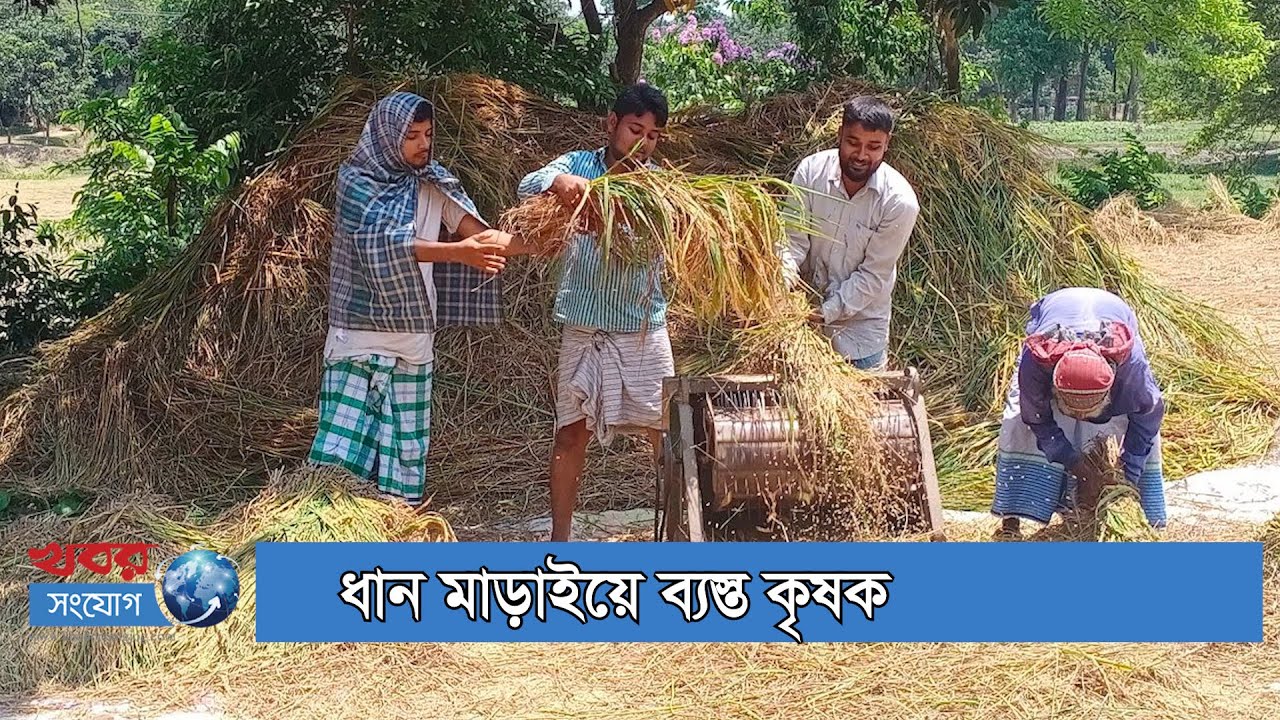 নতুন ধান ঘরে তুলতে ব্যস্ততা | Krishok | Dhan | Khobor Sangjog - YouTube