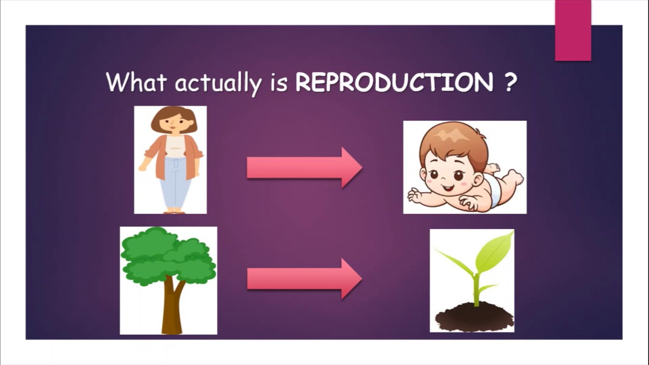 Reproduction in Organisms| Chapter Introduction| NCERT Biology Class 12 ...