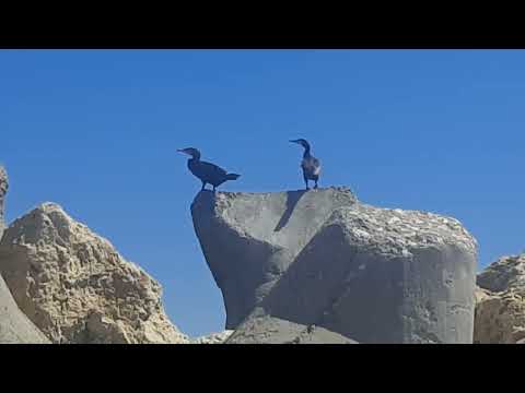 Cormorani.