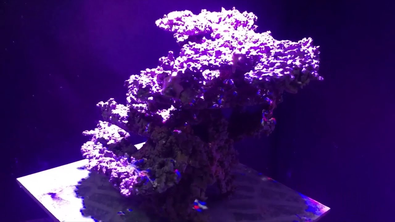 Artificial Reefs by ArtReef Rocks PH - YouTube