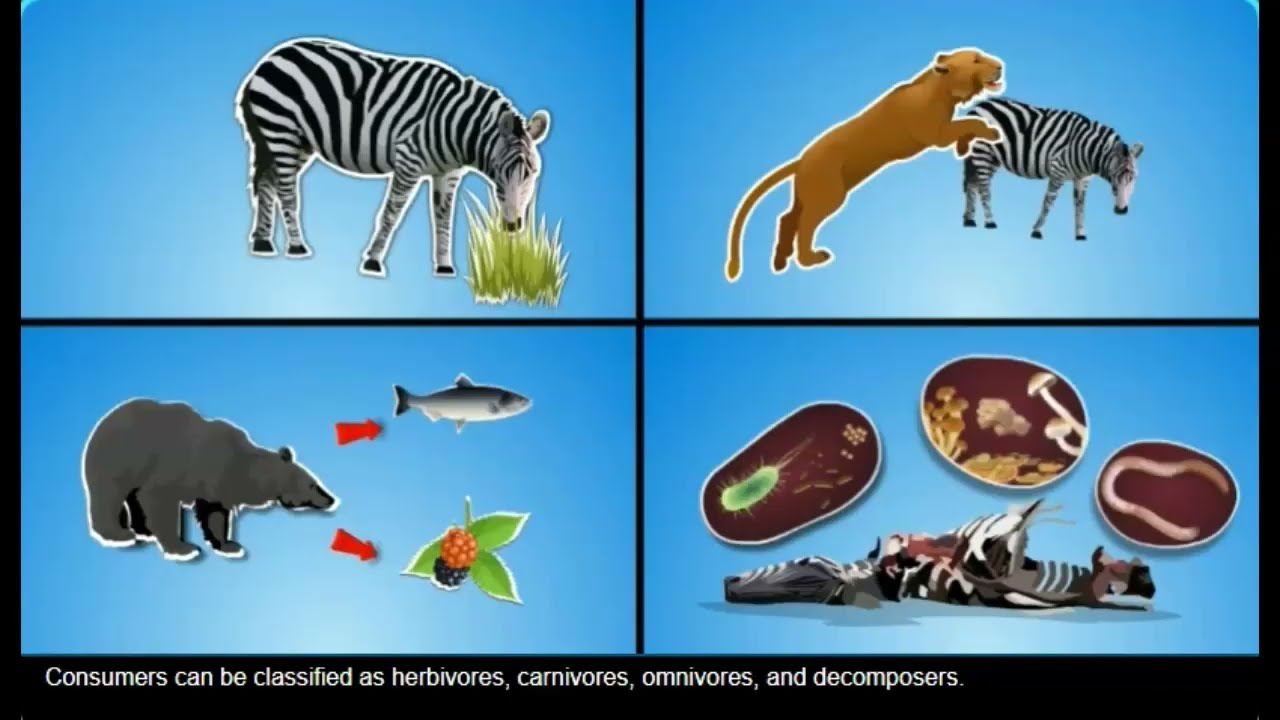 Consumers Science Examples What Is A Food Chain? | Animal Food Chain