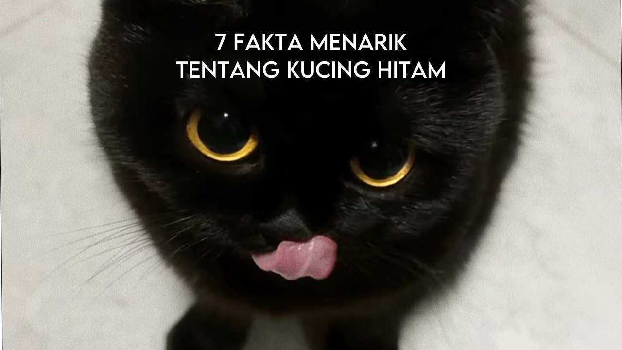 7 fakta menarik tentang kucing hitam - YouTube