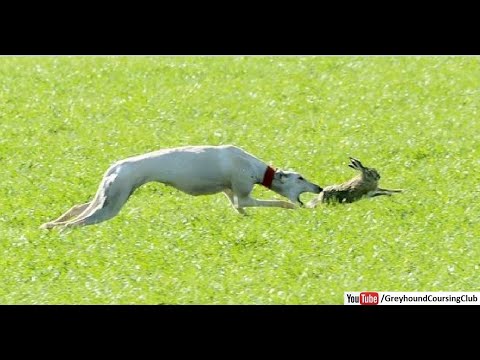 greyhound and rabbit race video | galgos y liebres | dog racing - YouTube