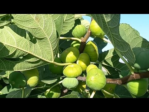 Ankarada incir yetistirmek