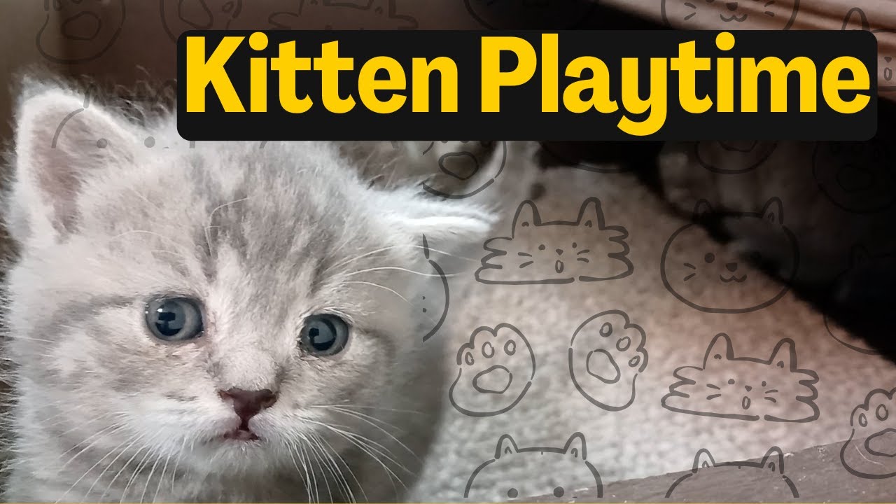 Kitten Playtime The kittens playing with each other - YouTube