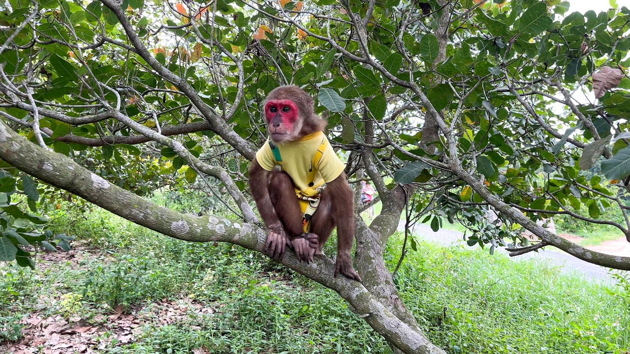 What mystery makes monkey Kobi panic when climbing in the garden? - YouTube