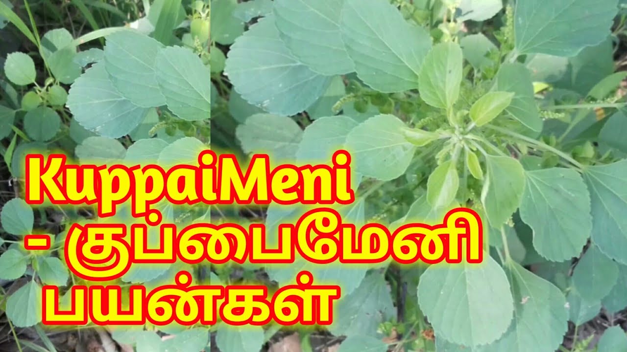 குப்பை மேனி பயன்கள் | Kuppai Meni Payangal | Kuppai Meni Use in tamil ...