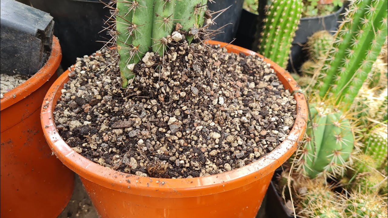 Repotting a Columnar Cactus - YouTube