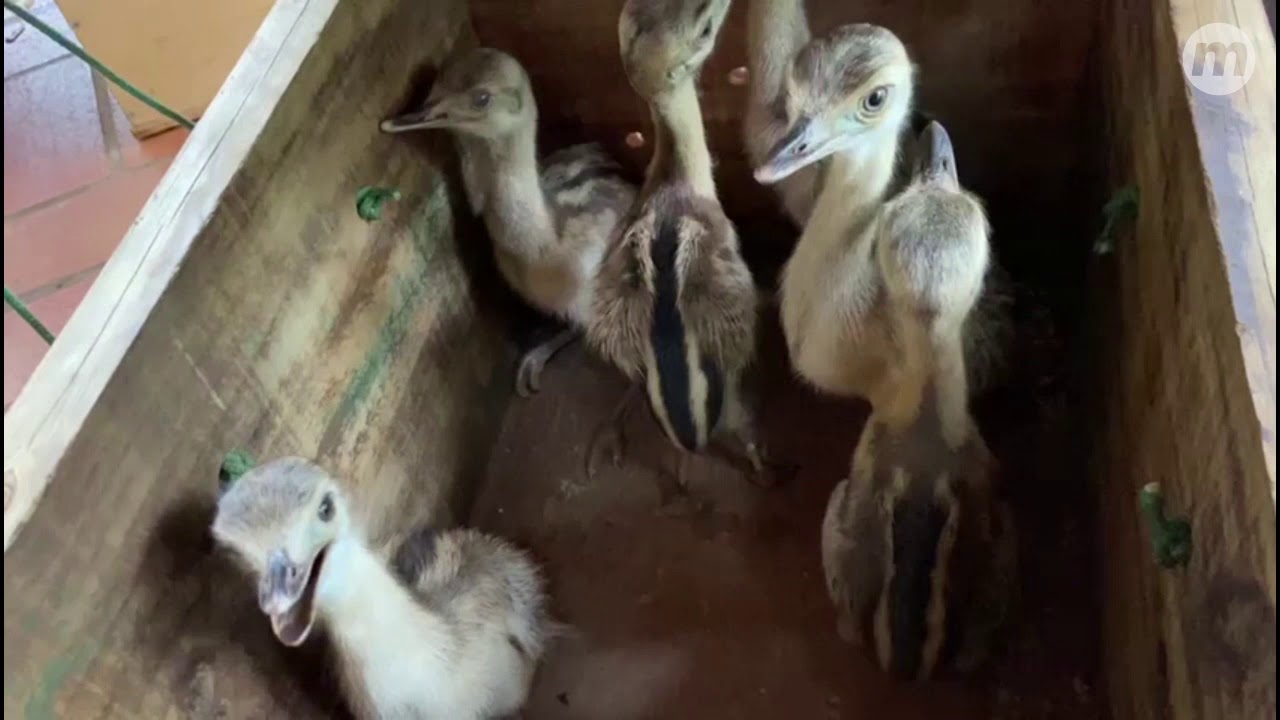 Filhotes de ema são encontrados no quintal de moradora no Nova Lima ...
