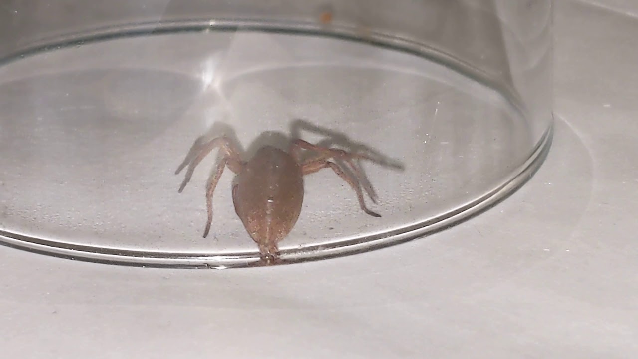 Stone Spider - YouTube