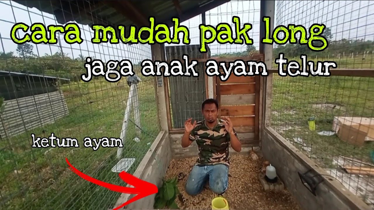 [Episod793] inilah rutin harian pak long membesarkan ayam lohmann brown ...
