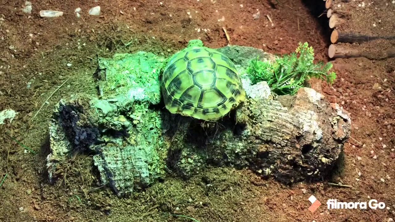 FIRST VIDEO | NEW TORTOISE ENCLOSURE SETUP | HERMANN TORTOISE | 🐢 - YouTube