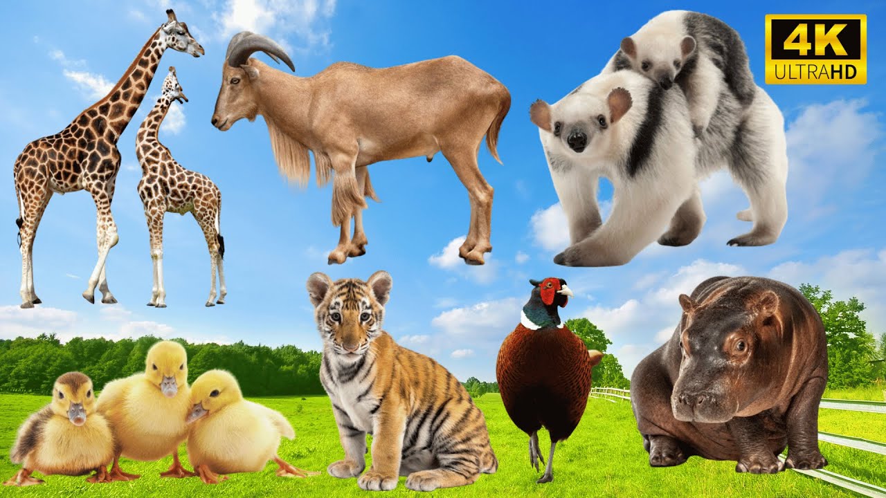 4K Wild Animal Sounds: Giraffe, Goat, Bear, Duck, Tiger, Hippo ...