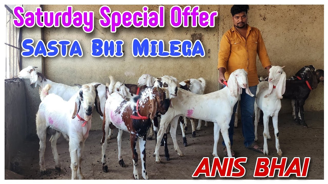 Saturday Special Goat Price Offer ANIS BHAI | Saste Bakra Bakri ...