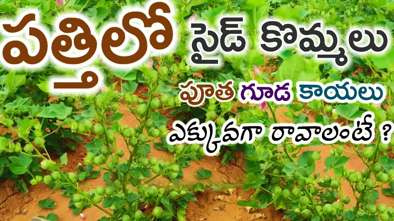 #patthi lo adika guda putha kaya ravalante #పత్తిలో అధిక గూడ పూత కాయ ...