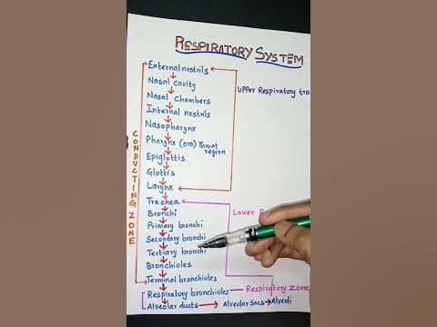 Neet|Easy Flow chart MCQ's|QUICK REVISE|Pathway of AIR Flow||most ...