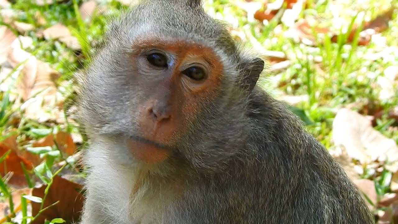 Jad monkey / Monkey post - YouTube