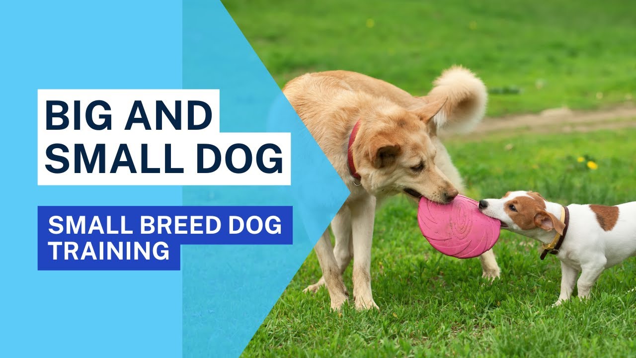 Big and Small Breed Dogs & Multi-Dog Households - YouTube