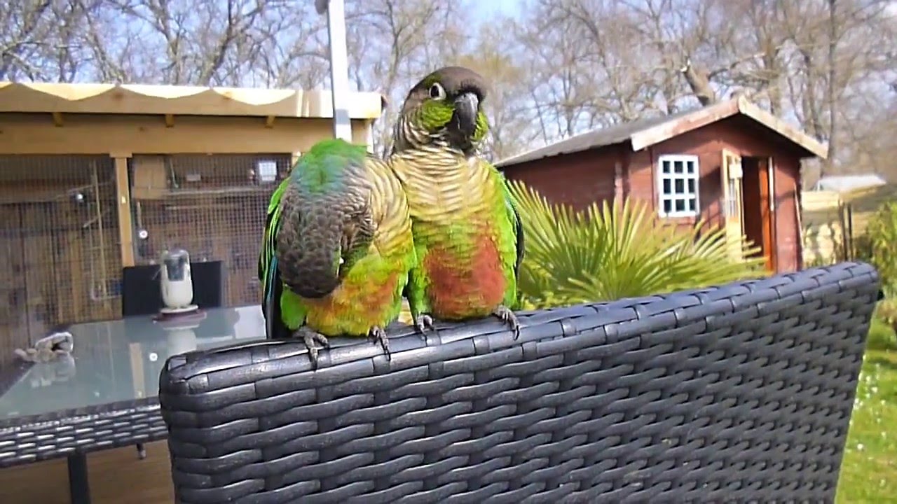 Conure (little escape) - YouTube