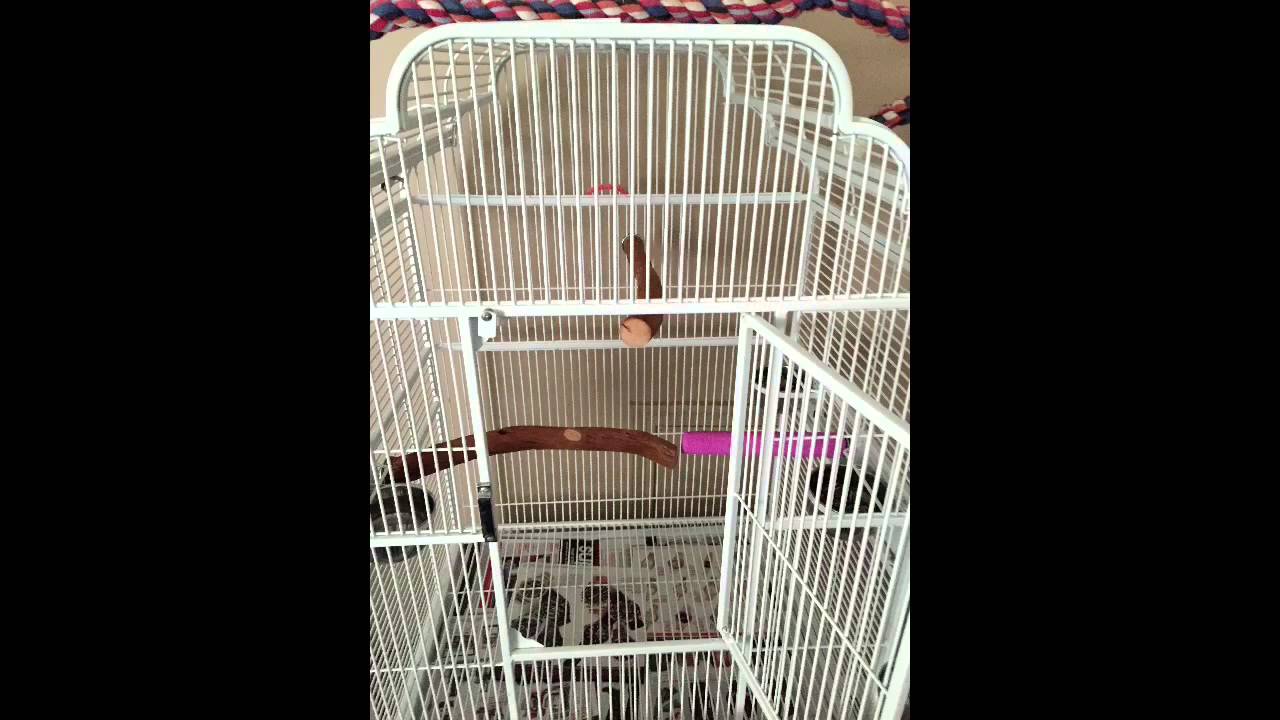 Setting up basic African grey cage - YouTube