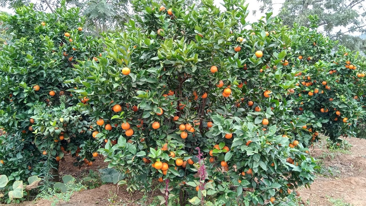 INSIDE CITRUS (PIXXIE,ORANGES) FARM AT NZIU WOTE...ORANGES AND PIXIE ...