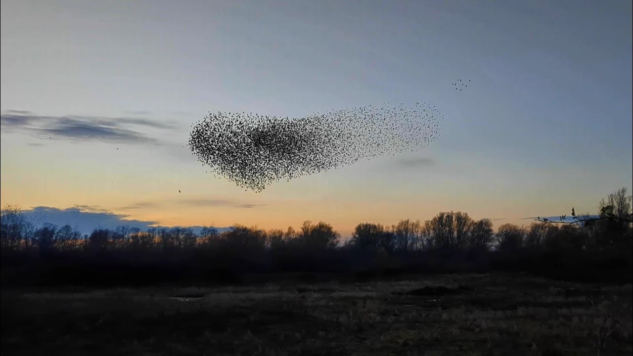 Starling Murmuration, Fen Drayton Lakes, Cambridgeshire. Music played ...