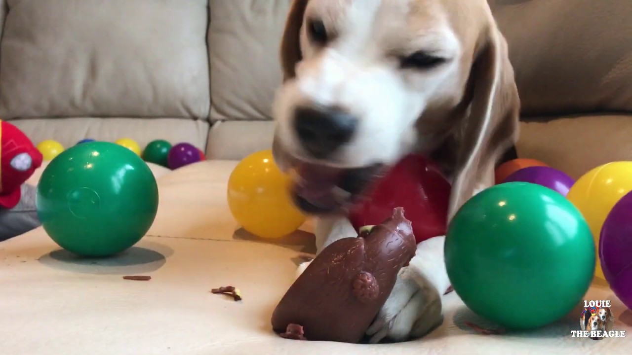 Beagle Ball Pit Surprise | Beagle Universe - YouTube