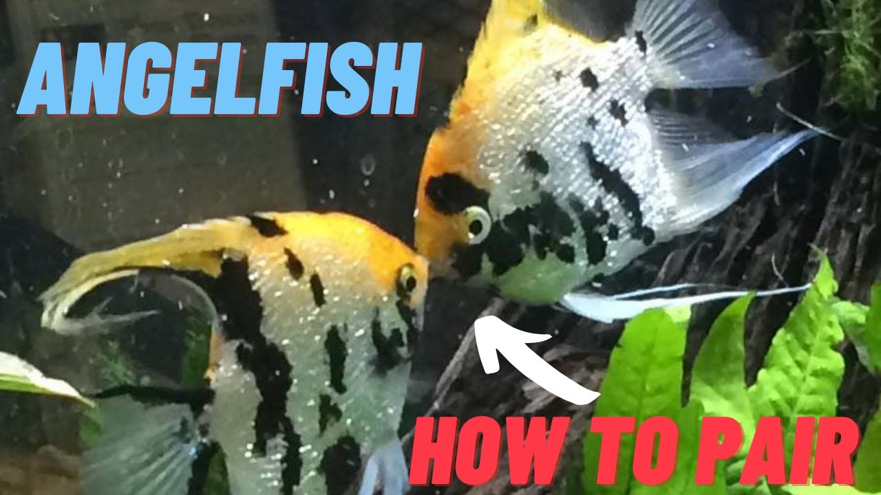 How to: Pair Angelfish To Breed *At KFS* - YouTube