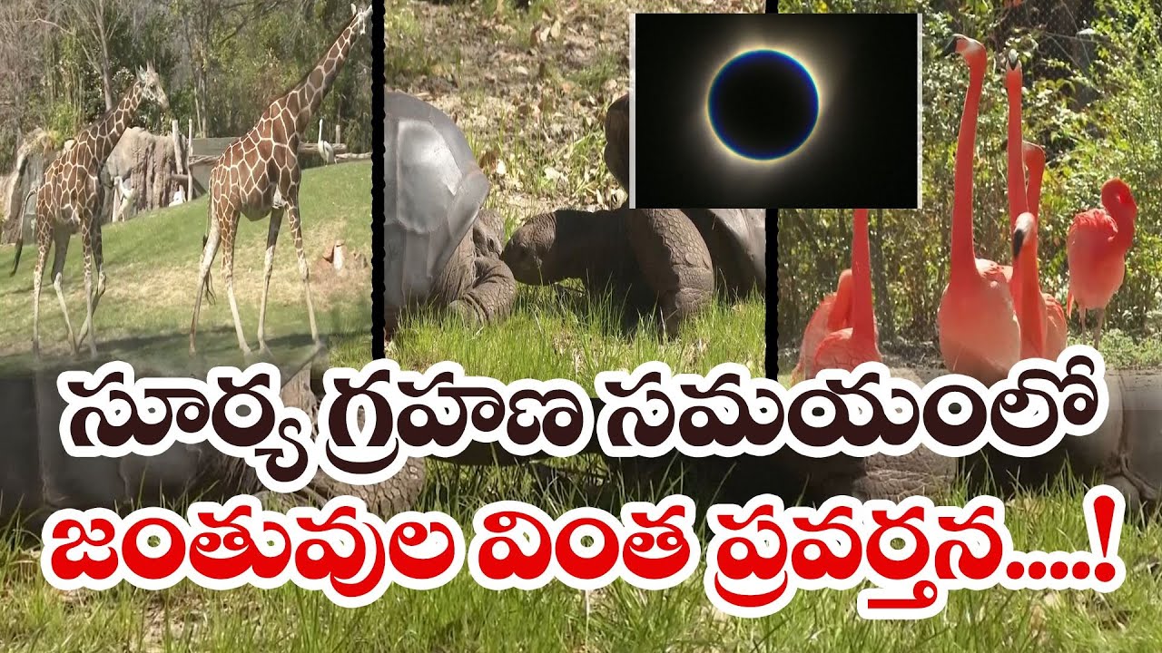 Animals Reaction during Solar Eclipse | సూర్యగ్రహణం రోజు జంతువుల ప్రవర్తనపై శాస్త్రవేత్తల ...