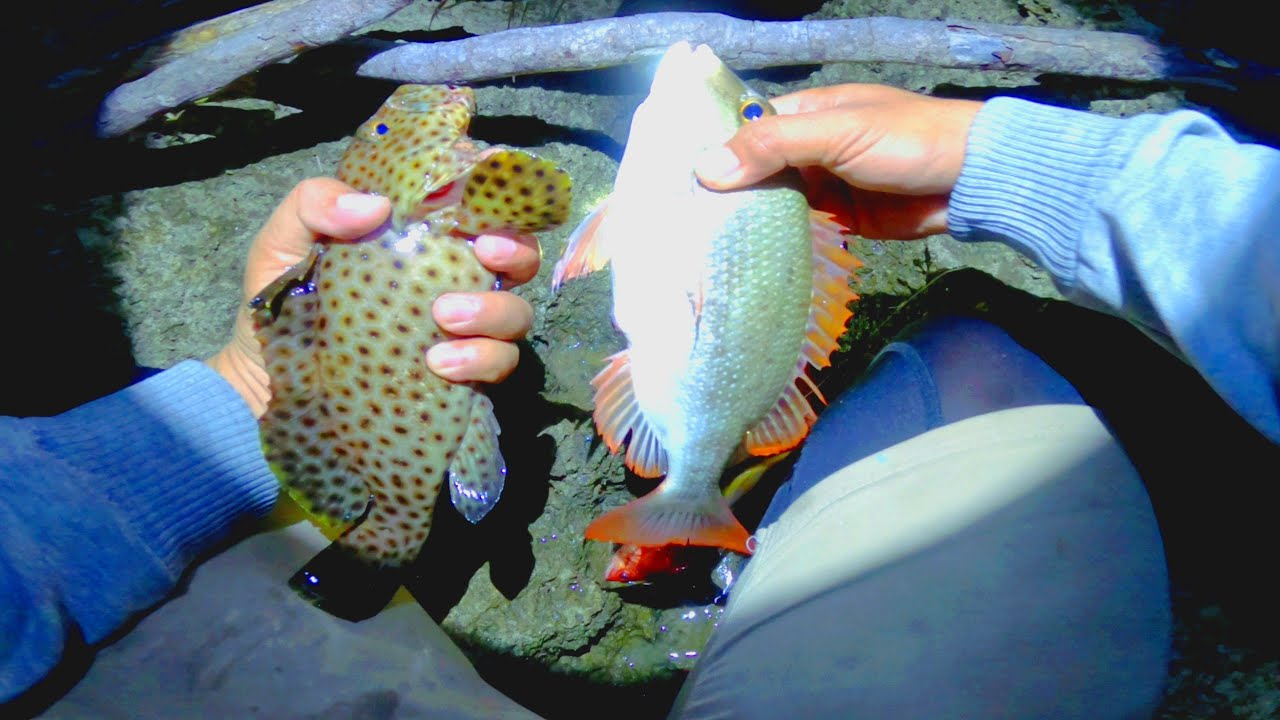 Mancing malam dengan teknik dasaran, umpan irisan ikan momar! mancing ...