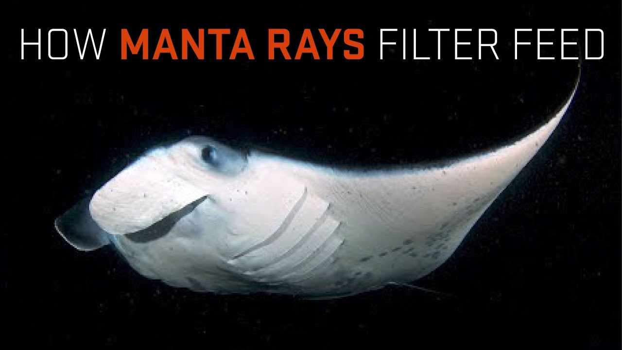 Manta ray filtration - YouTube