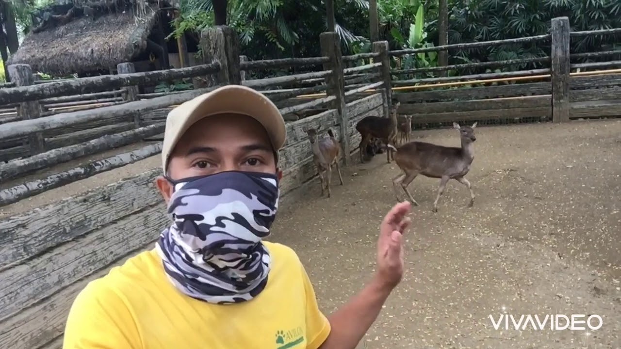 Avilon Zoo During Quarantine - Donkey and Deer part 2 - YouTube