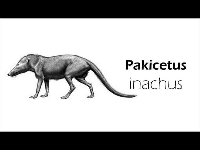 Pakicetus Inachus