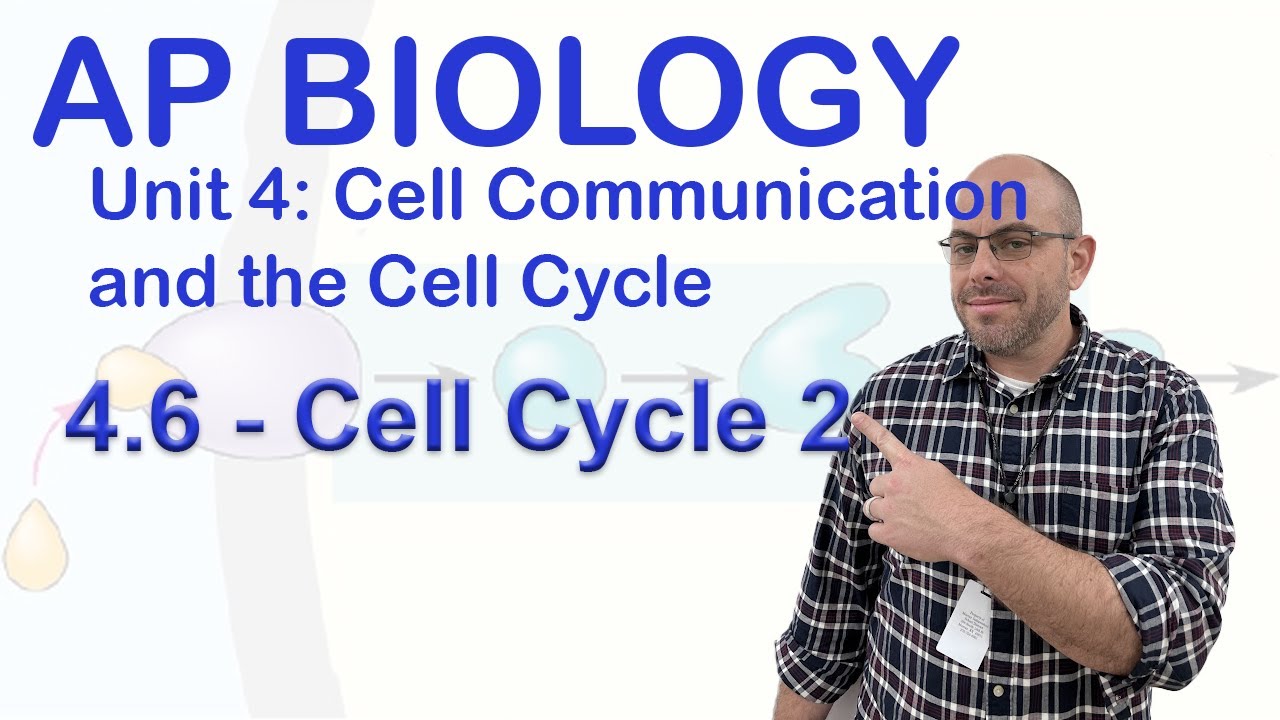 AP Bio - Unit 4 - 4.6 - Cell Cycle 2 - YouTube