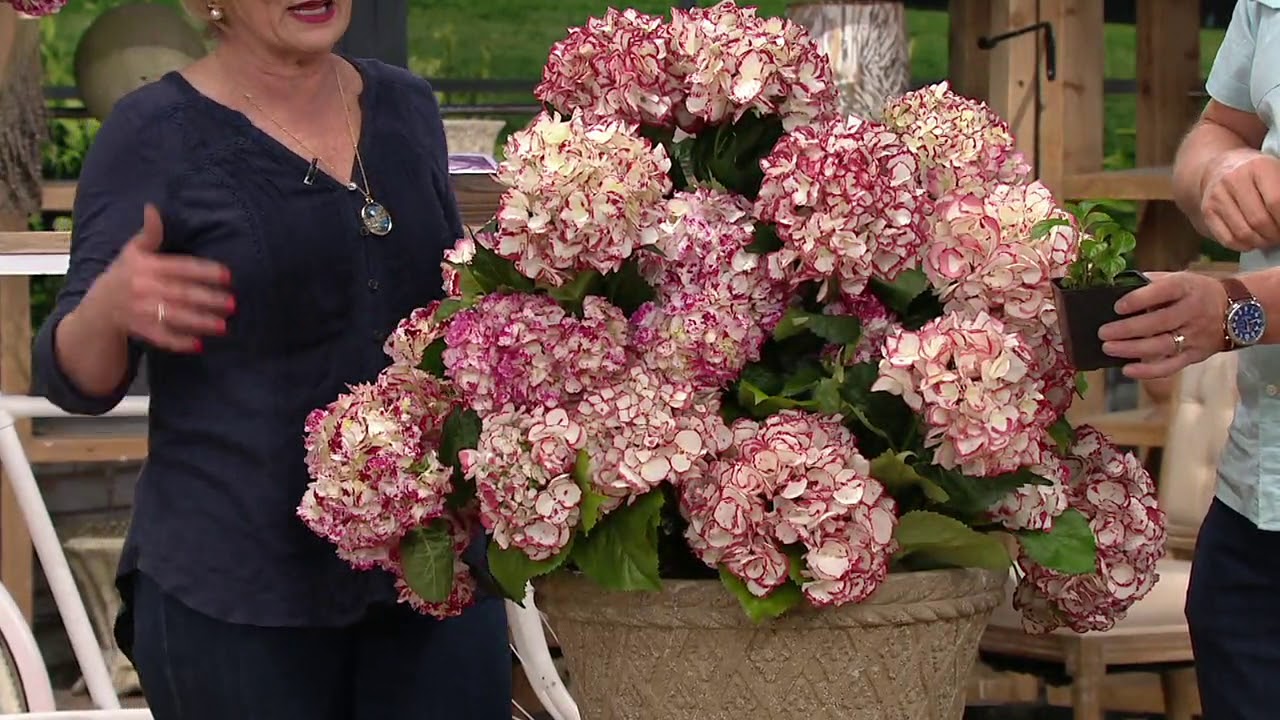 Barbara King 1-Piece Award Winning Hydrangea Miss Saori on QVC - YouTube