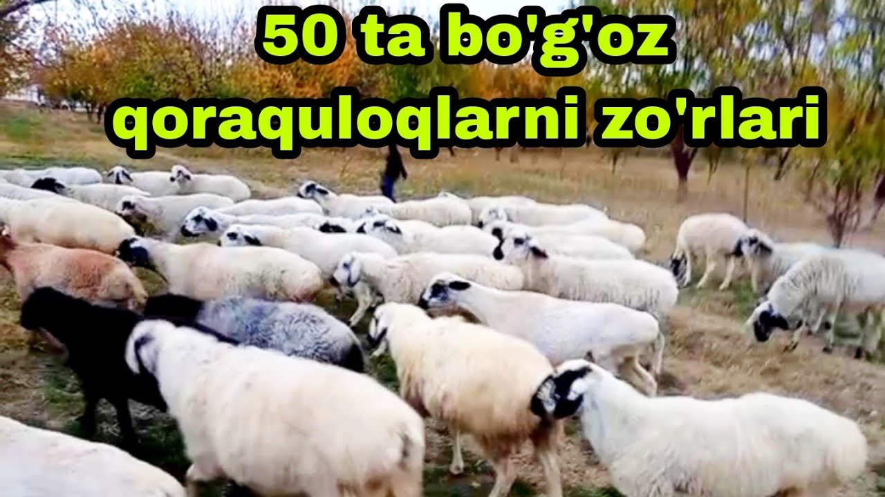 50 ta optimga qora quloq qóylar sotiladi 2 ta 3 ta tug'adigan qo'ylar 8 ...