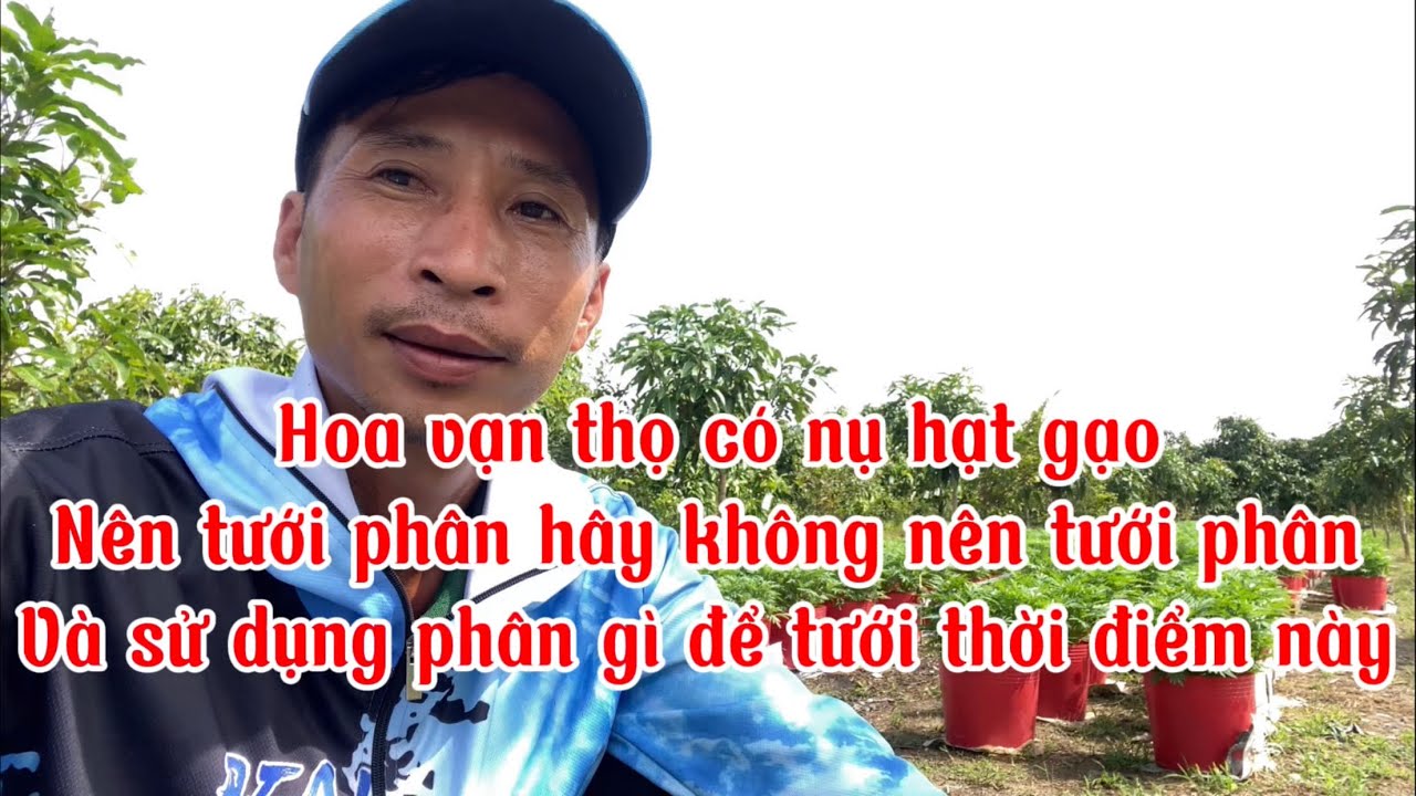 Hoa vạn thọ có nụ hạt gạo nên tưới phân hây không tưới và sử dụng phân gì trong giai đoạn này ...