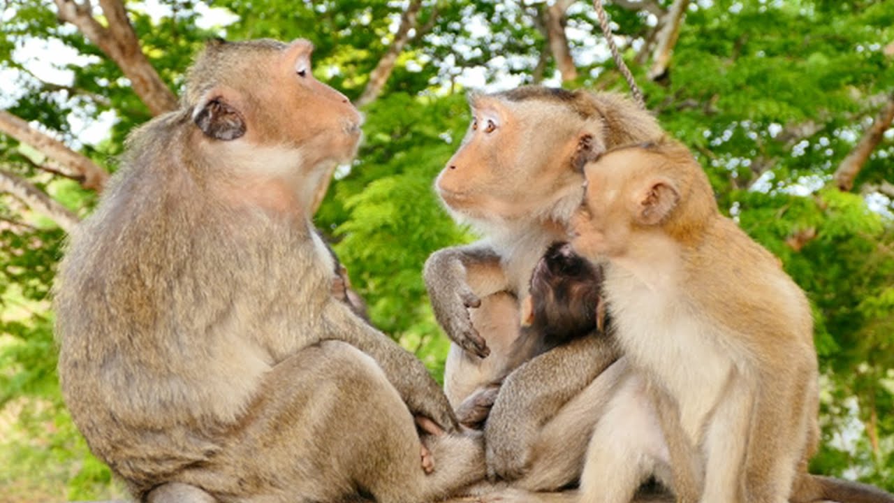 Youtube Talking Baby Monkey