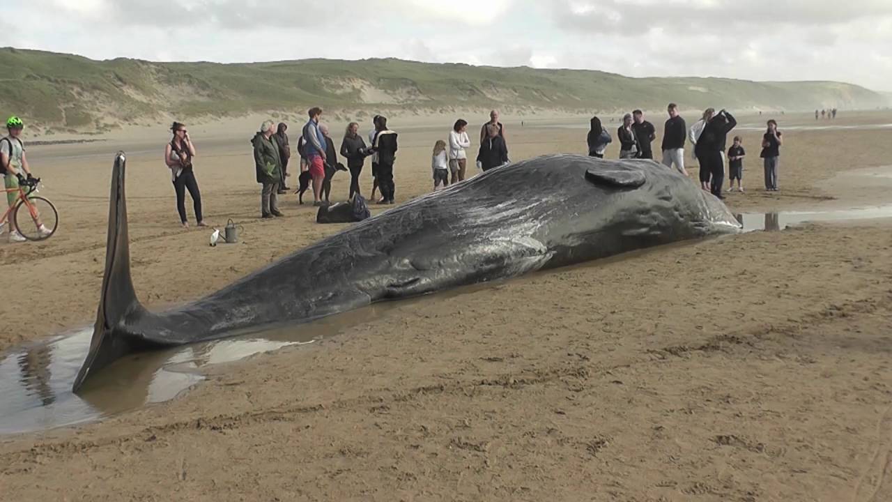 Sperm Whale stranded on Perranporth Beach - YouTube