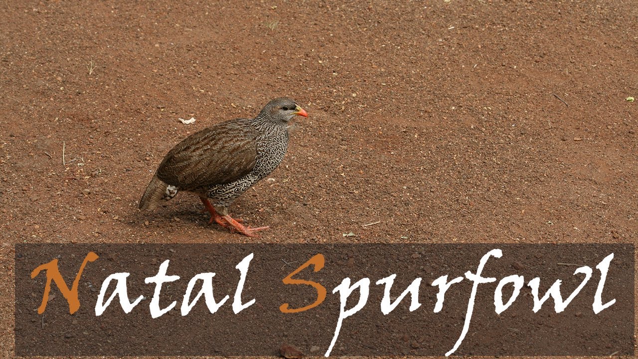 Natal Spurfowl/Natal Francolin (Pternistis natalensis) | Kruger Park ...