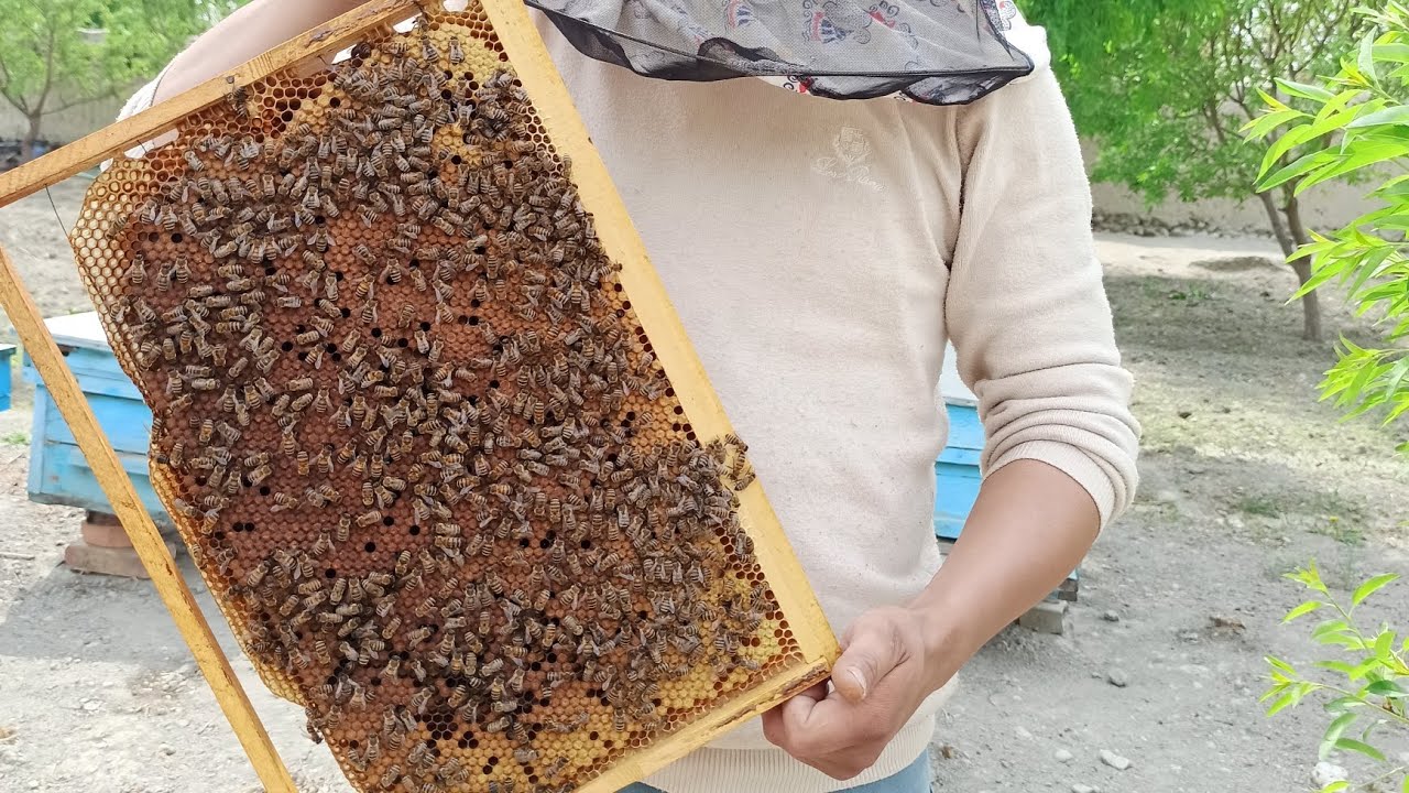 honey bees for you. we will show you at once 🐝🐝🐝🐝🤗🤗🤗🤗 - YouTube