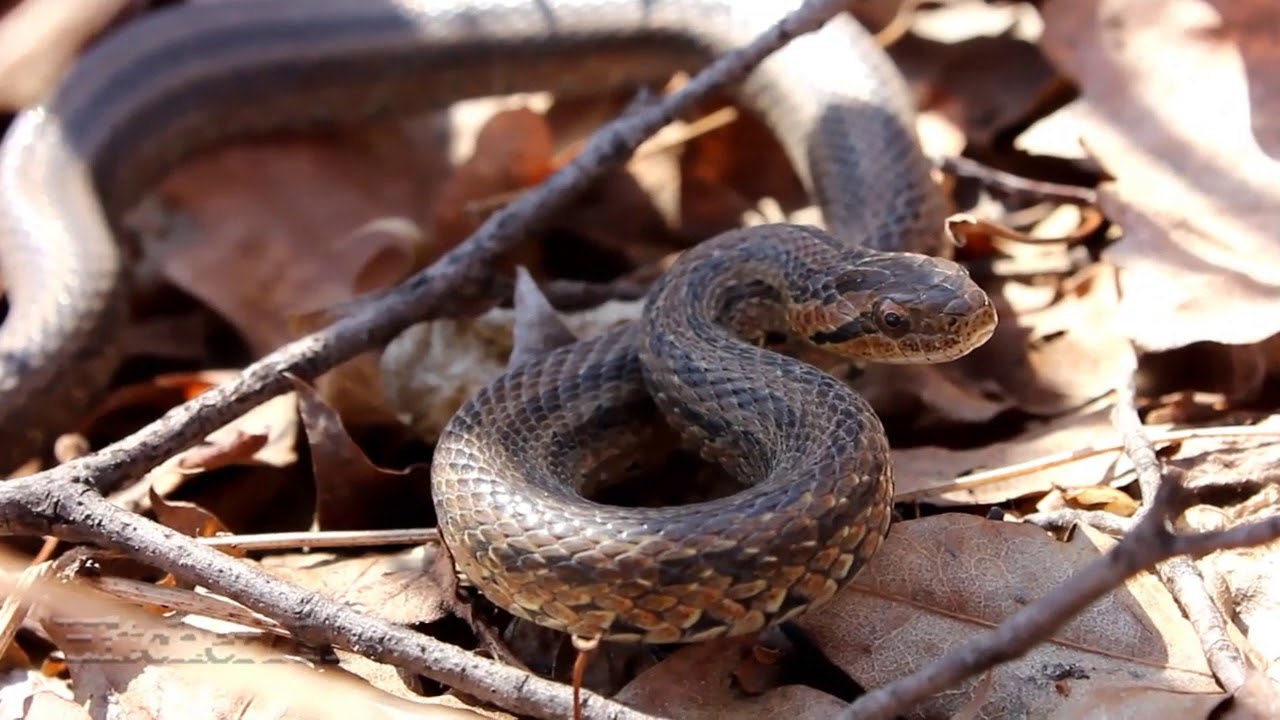 HERPING 2020: The First Snake of the Season - YouTube