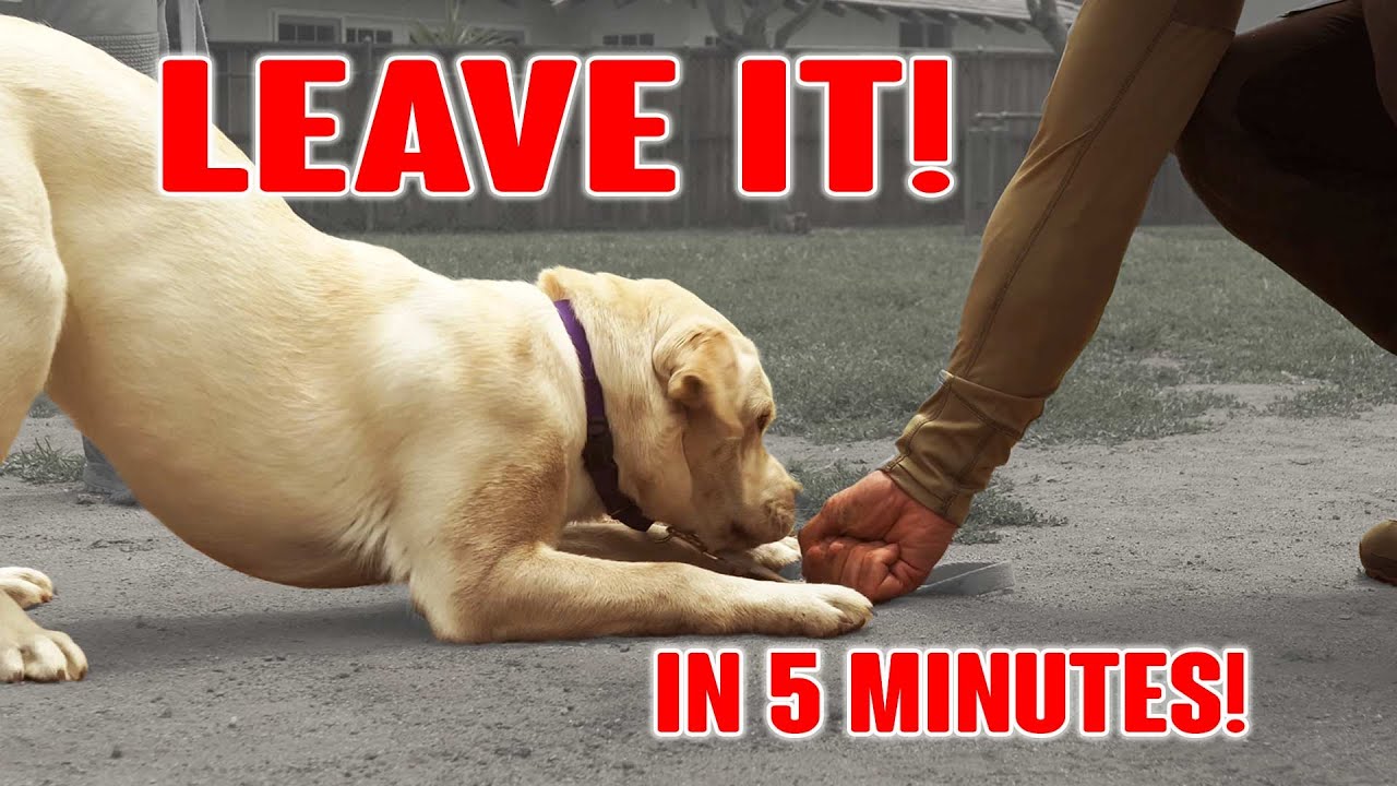 Teach Your Puppy to LEAVE IT in 5 Minutes - Dog Training Video - YouTube