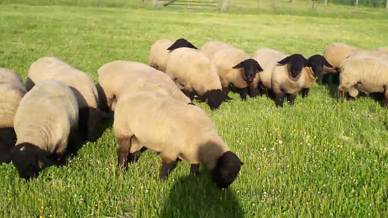 Suffolk sheep - YouTube