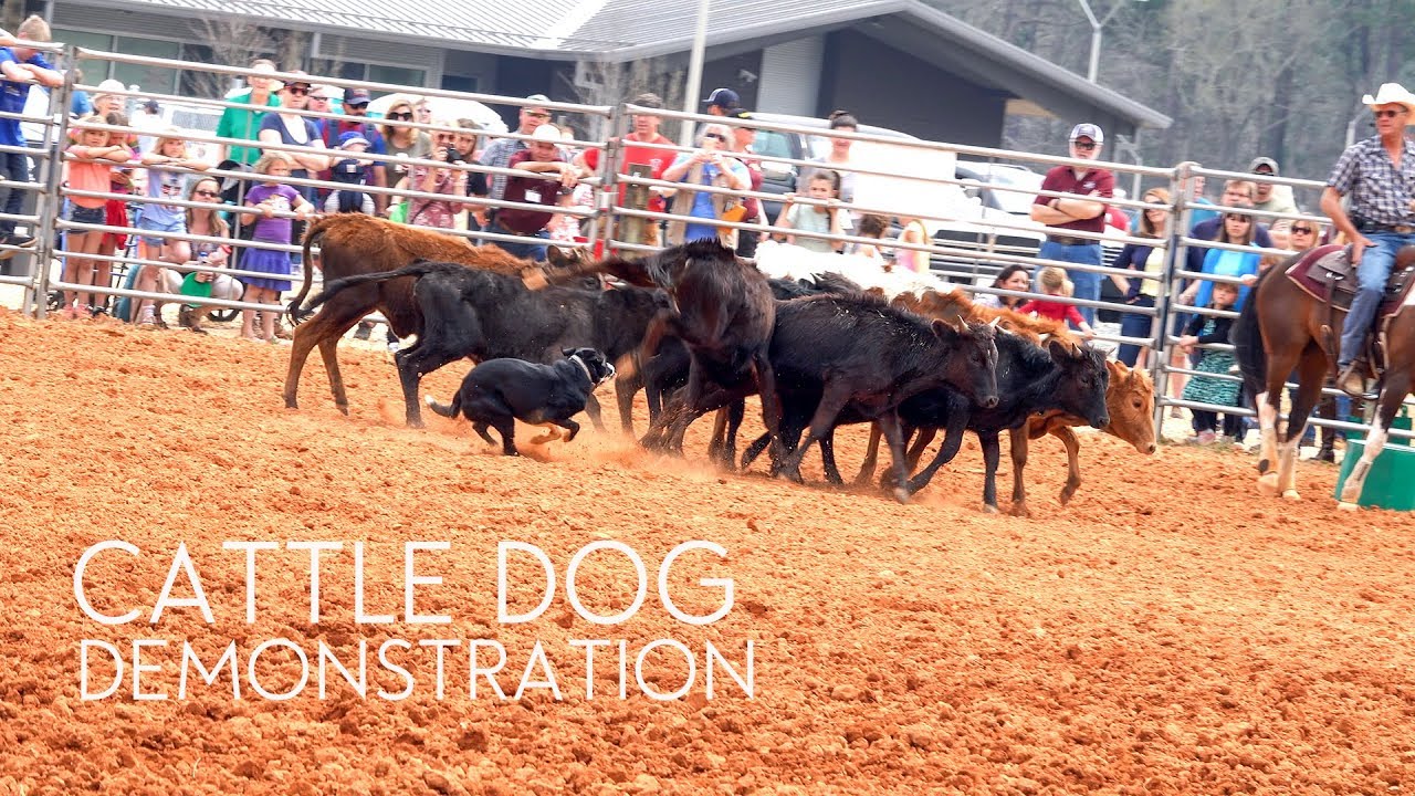Cattle Dog Demonstration | Border Collie | Herding Dog - YouTube