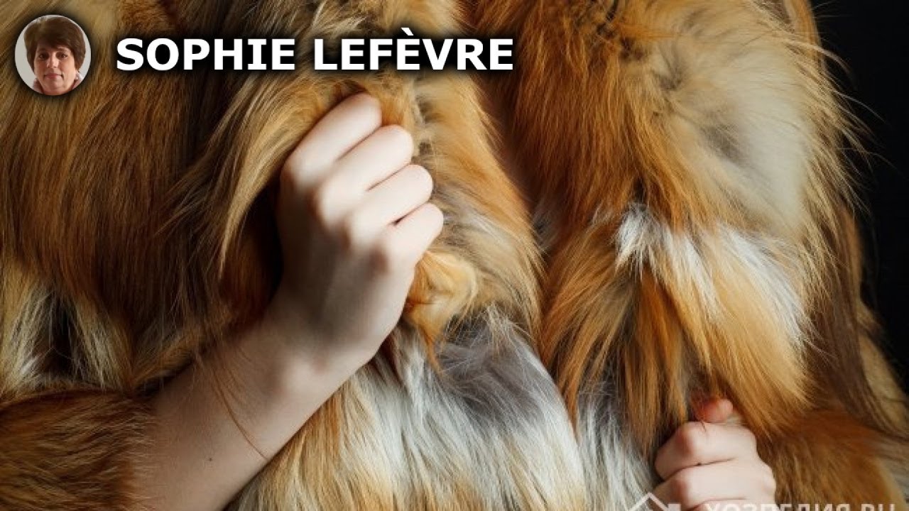 Guide Pratique : Teindre la Fourrure à la Maison Facilement et ...
