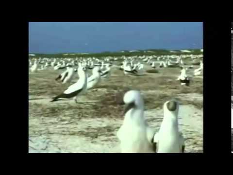 Arrecife Alacranes / Meet Alacranes Reef - YouTube