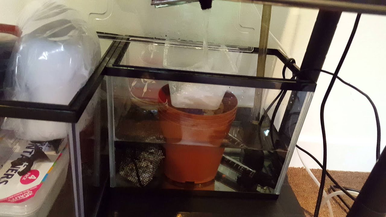 DIY Cichlid Fry Tank | DIY Overflow + Sump - YouTube