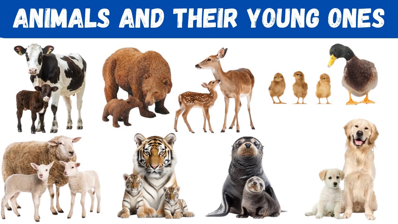 Animals and Their Young Ones | Learn Animals Babies Name in English ...
